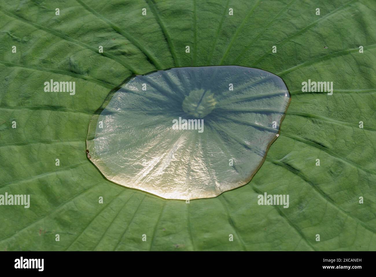 A puddle of water in the center of a leaf of the yellow lotus (Nelumbo ...