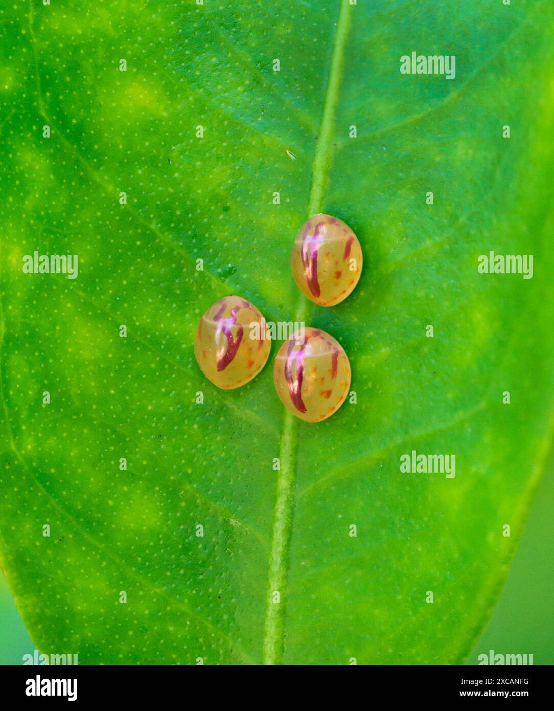 Eggs of giant leaffooted bug (Acanthocephala declivis) on citrus leaf ...