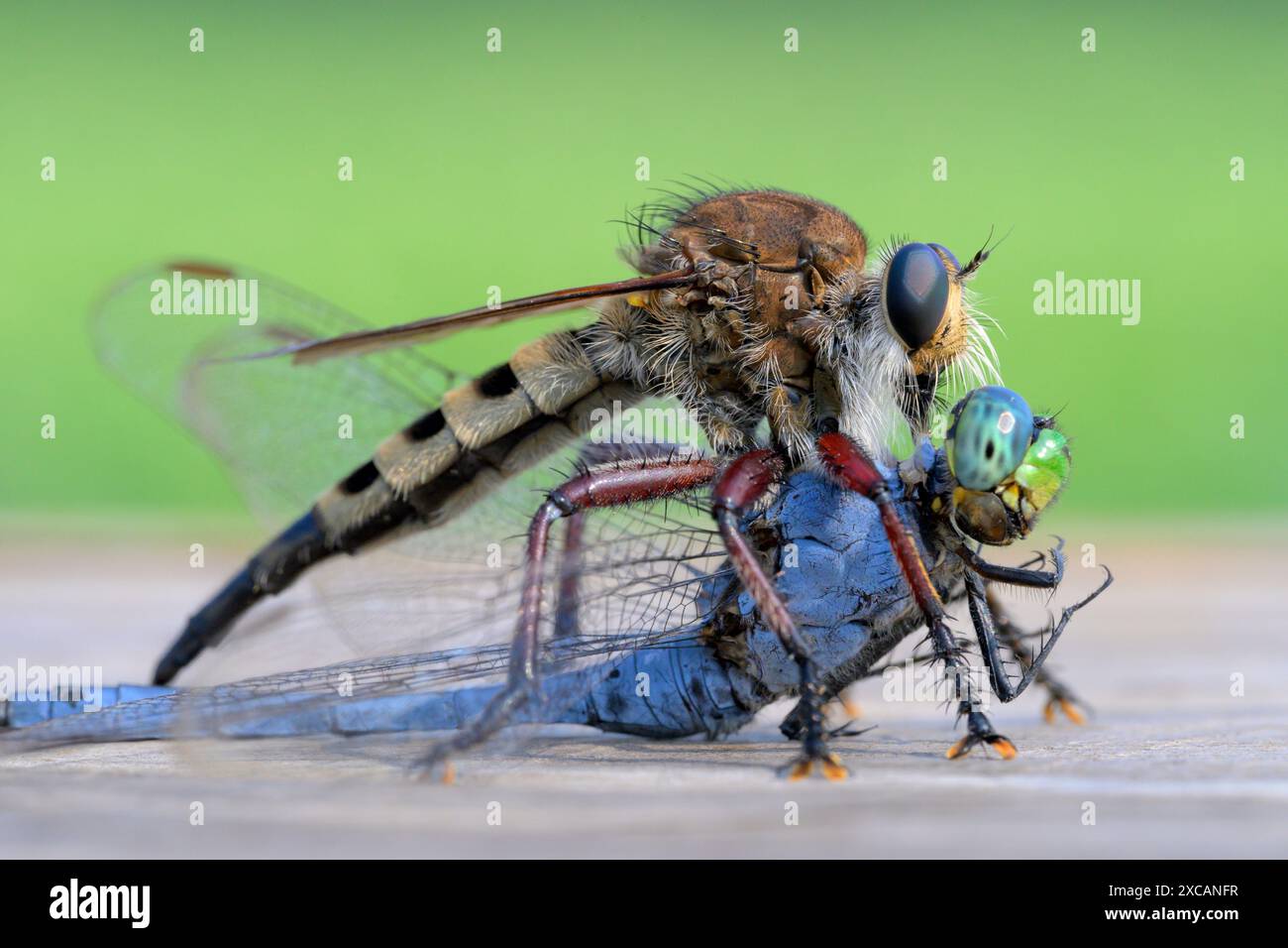 Maroon-legged Lion Fly, or Robber Fly (Promachus hinei), with killed ...