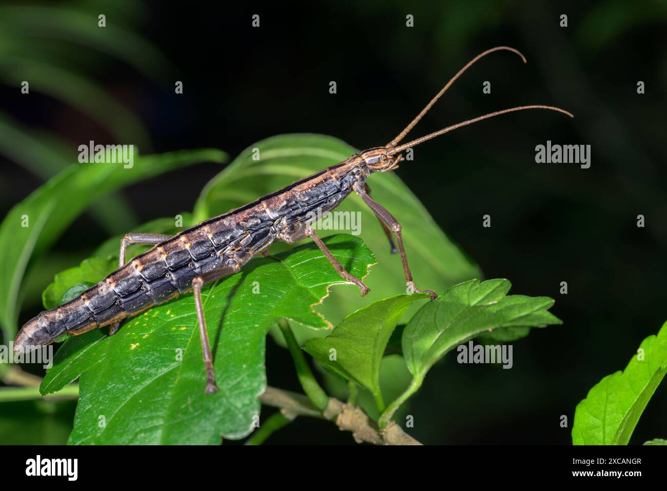 Southern Two-striped Walkingstick insect (Anisomorpha buprestoides ...
