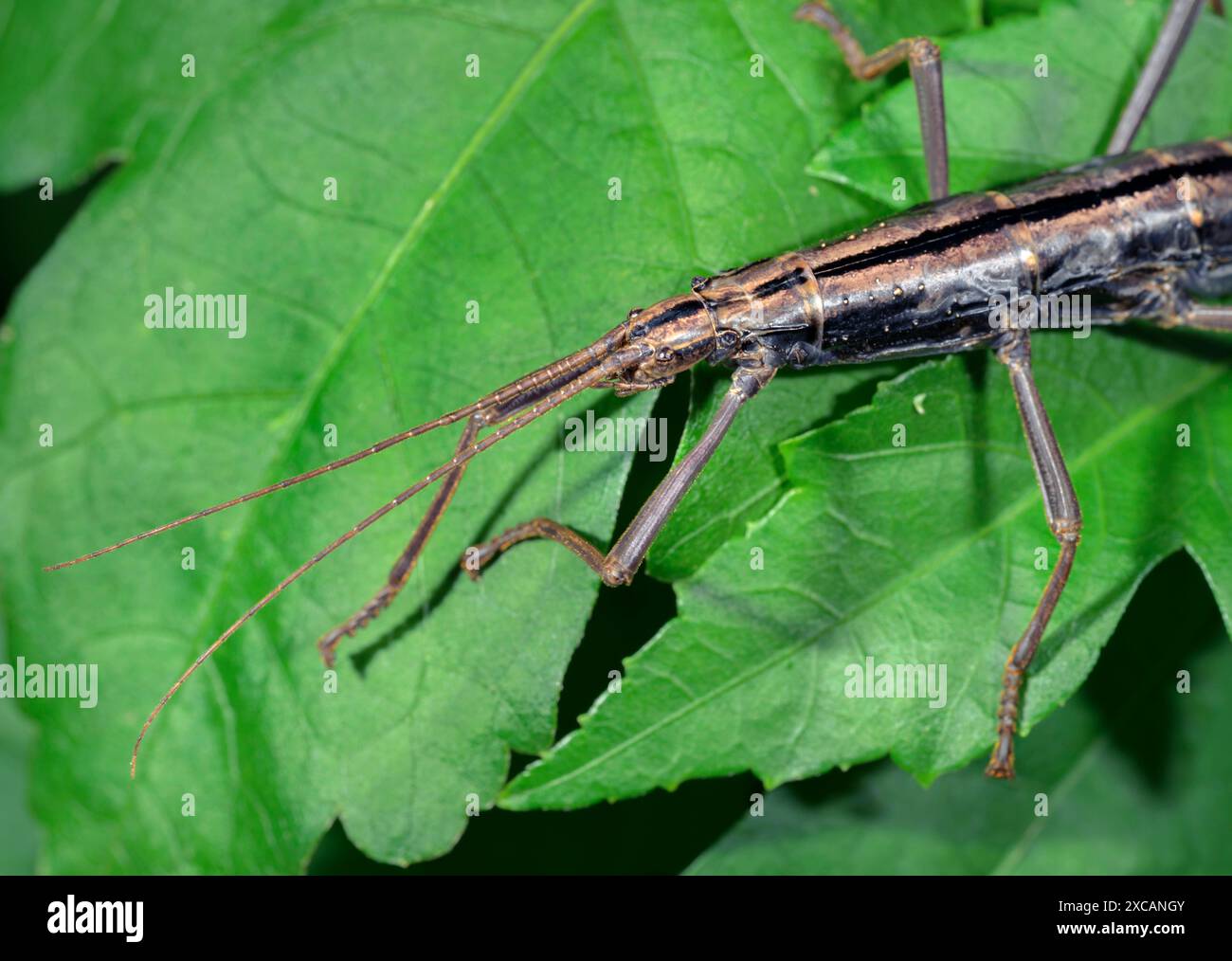 Southern Two-striped Walkingstick insect (Anisomorpha buprestoides ...