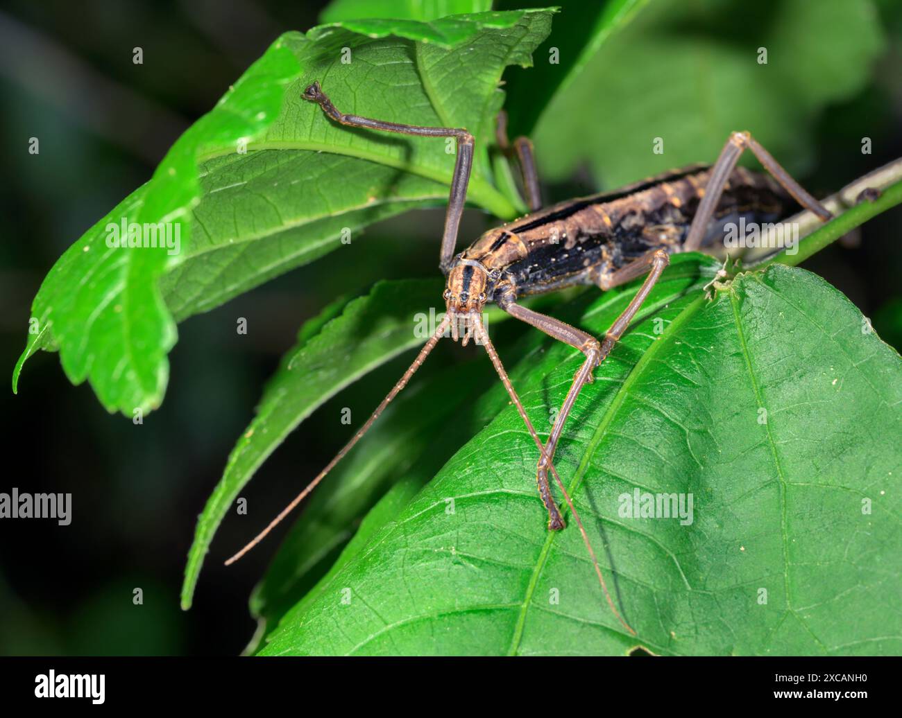 Southern Two-striped Walkingstick insect (Anisomorpha buprestoides ...