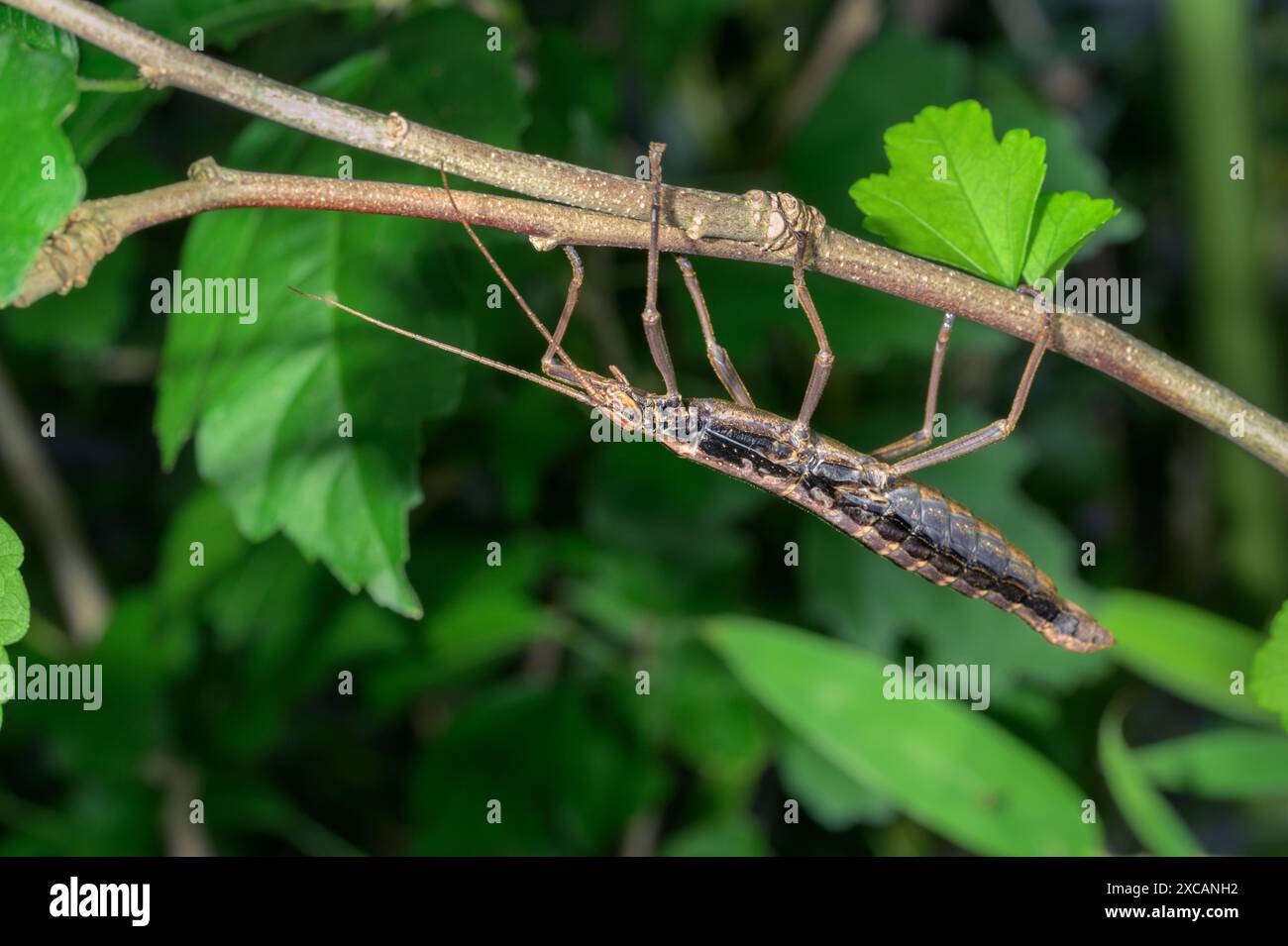 Southern Two-striped Walkingstick insect (Anisomorpha buprestoides ...