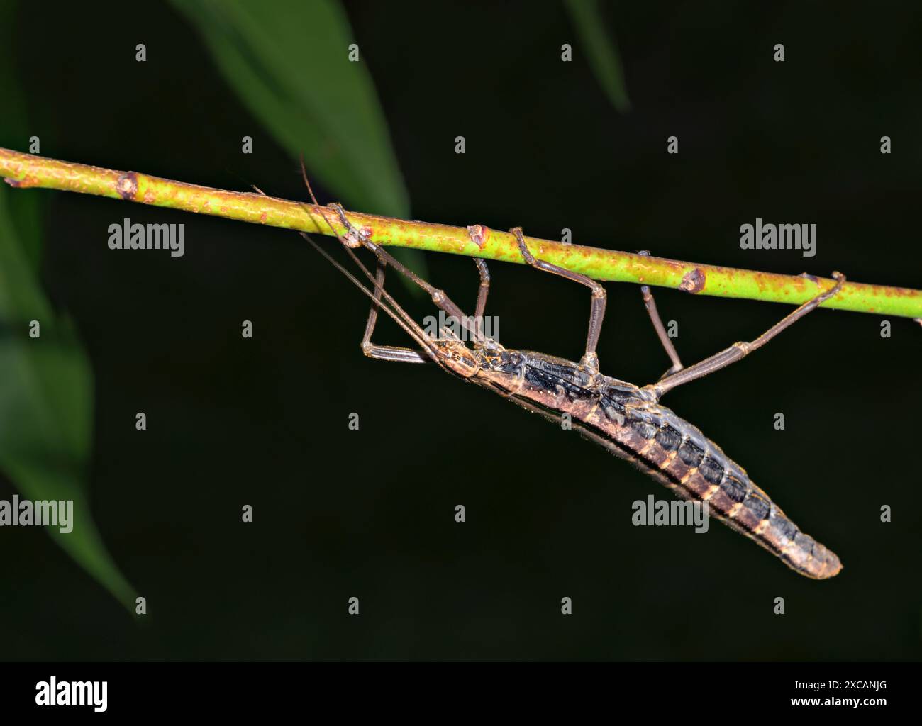 Southern Two-striped Walkingstick insect (Anisomorpha buprestoides ...