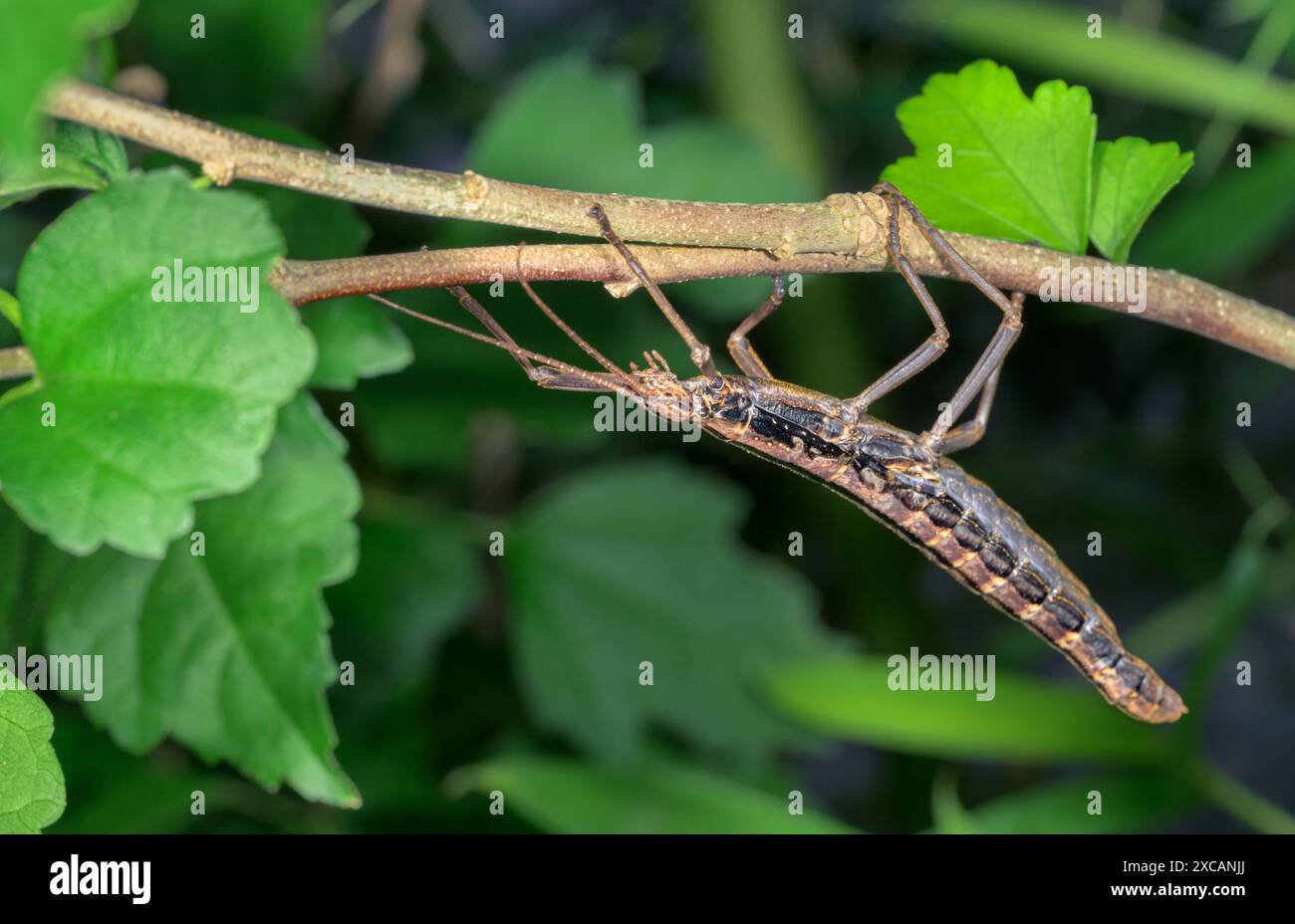 Southern Two-striped Walkingstick insect (Anisomorpha buprestoides ...