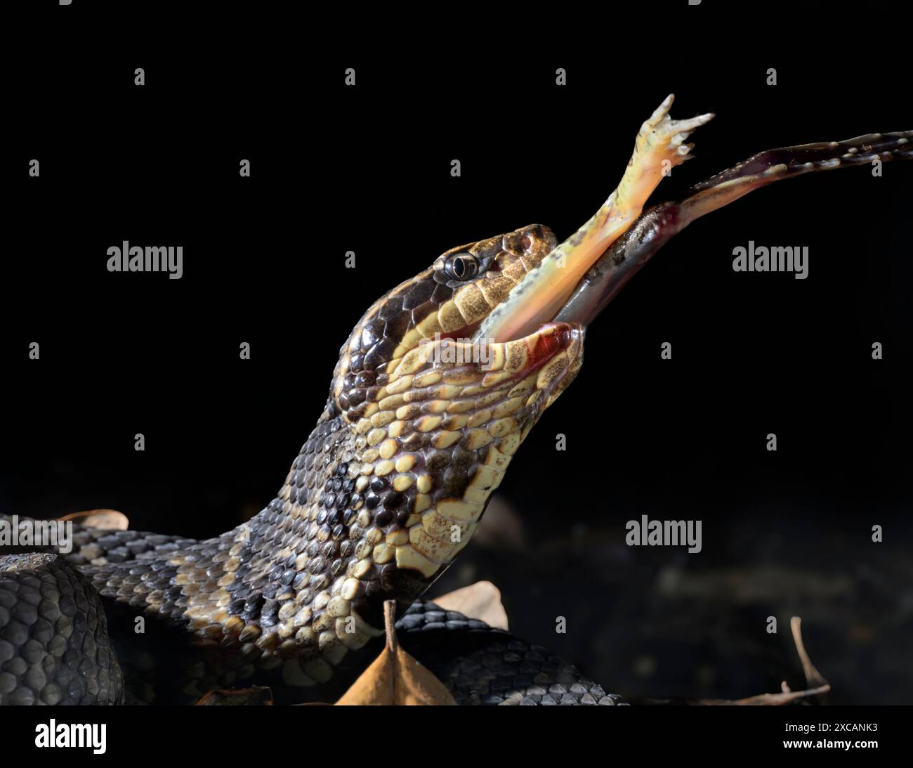 Cottonmouth, also known as water moccasin (Agkistrodon piscivorus ...
