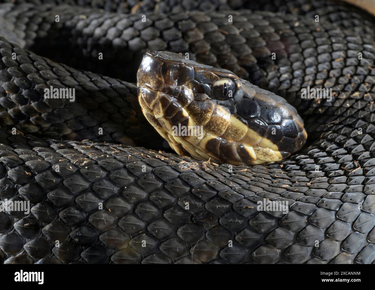 Cottonmouth, also known as water moccasin (Agkistrodon piscivorus ...