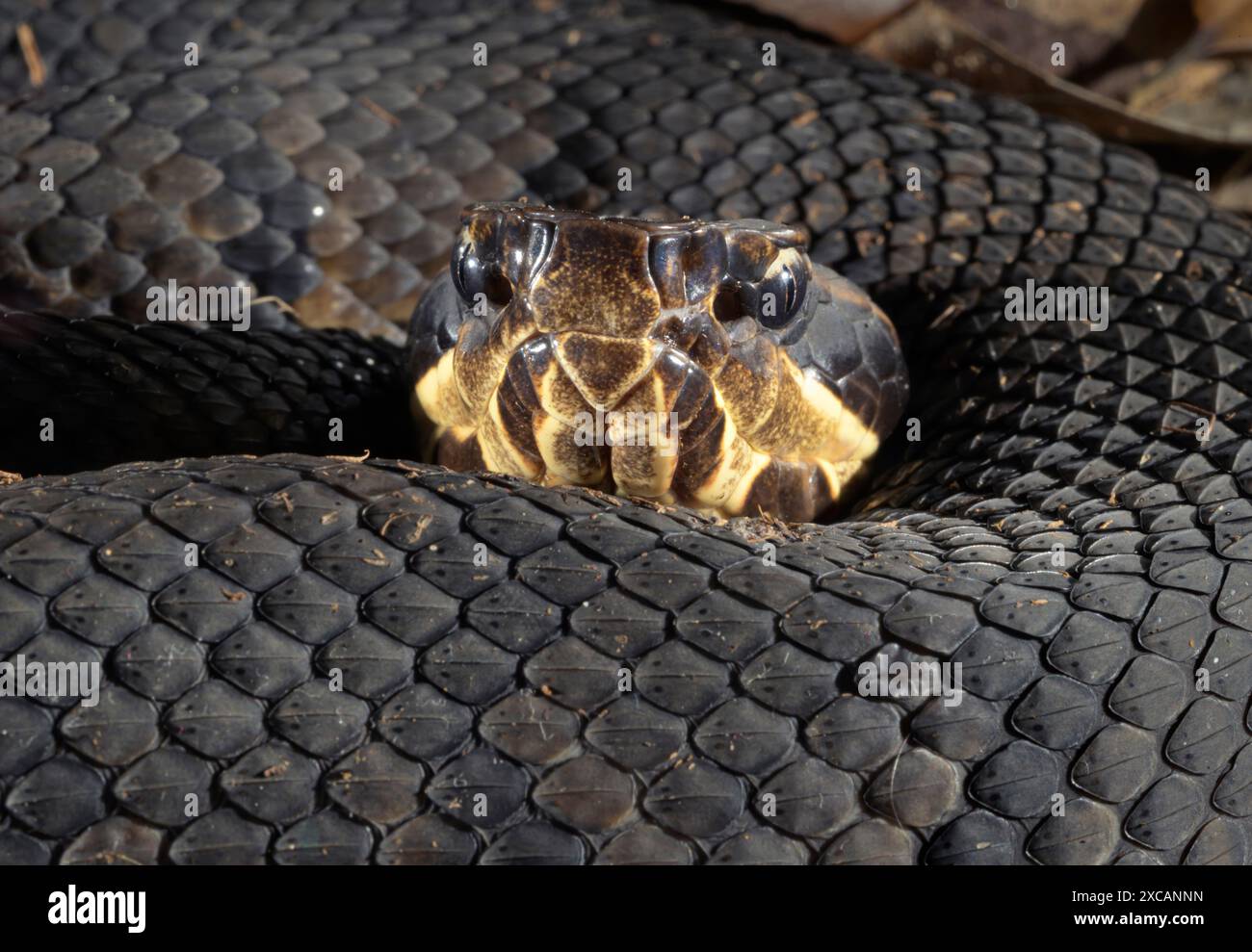 Cottonmouth, also known as water moccasin (Agkistrodon piscivorus ...