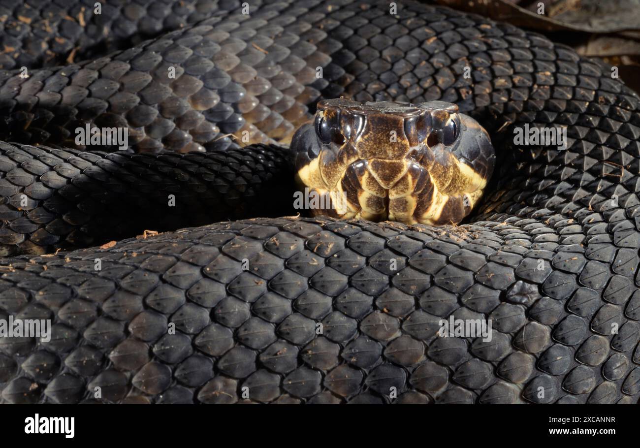 Cottonmouth, also known as water moccasin (Agkistrodon piscivorus ...