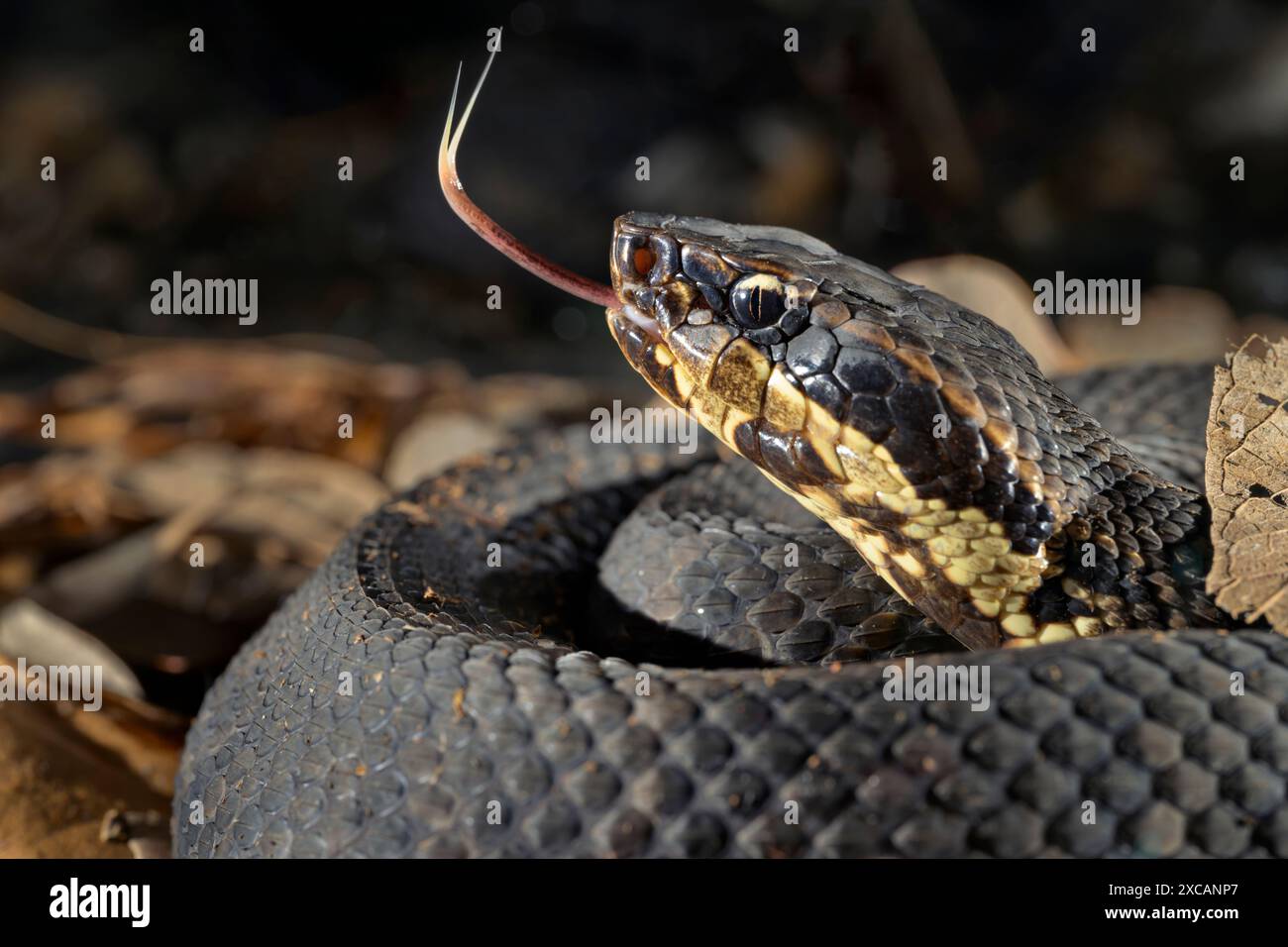 Water snake in texas hi-res stock photography and images - Alamy