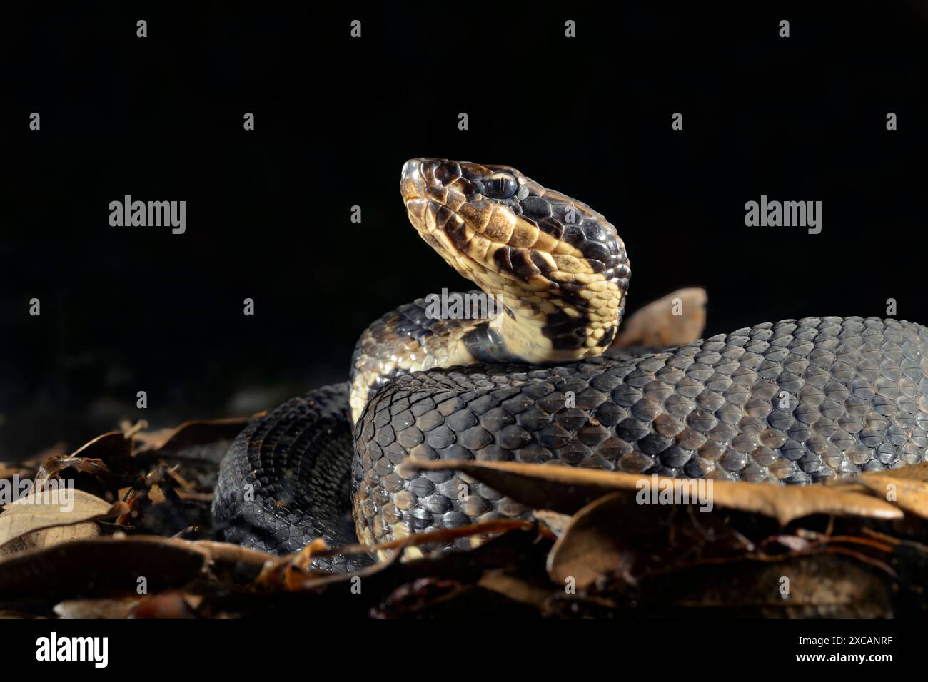 Cottonmouth, also known as water moccasin (Agkistrodon piscivorus) at night, close up, Houston ...