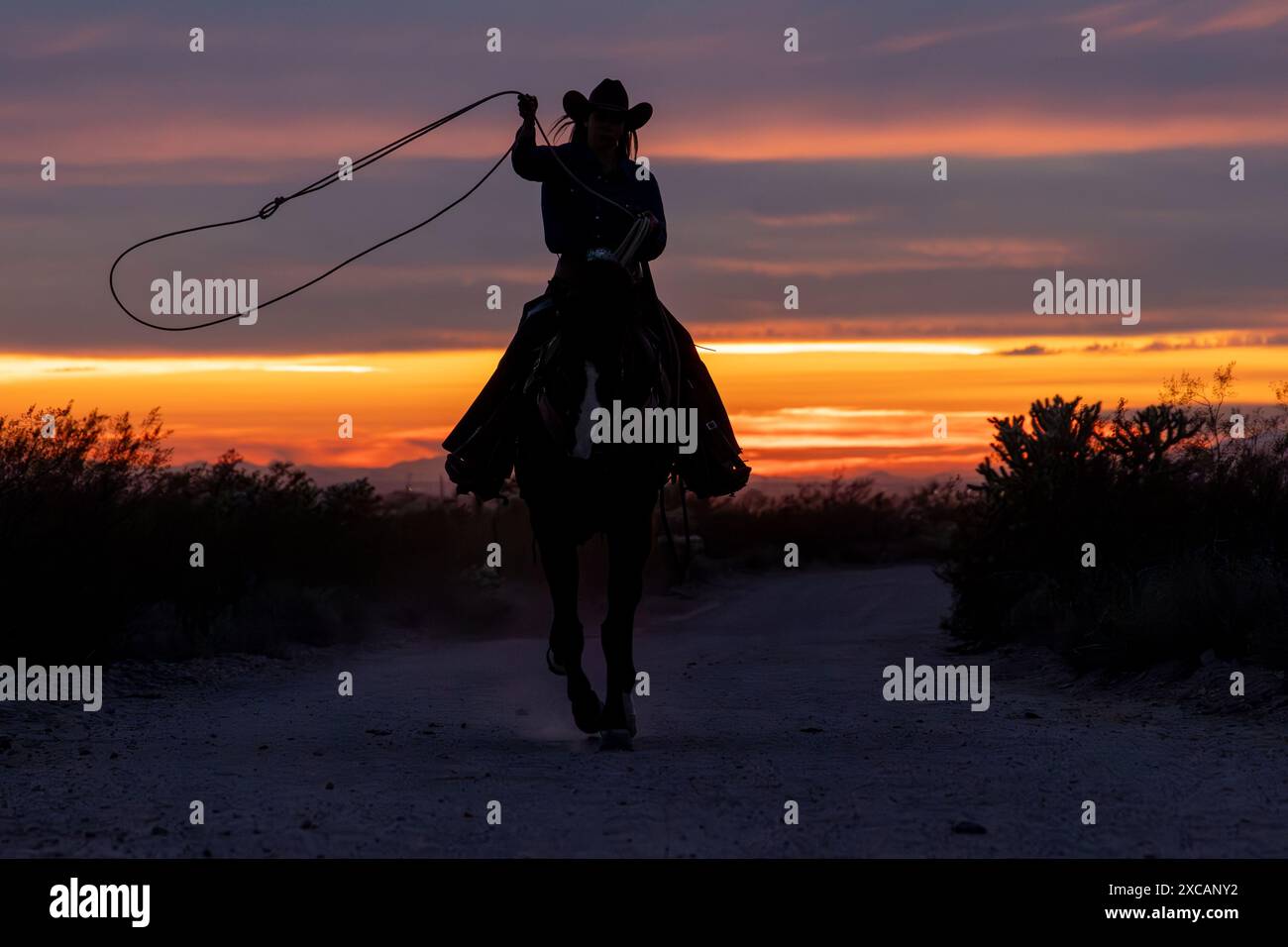 Female ranch hand, or cowgirl, riding horse in the sunset on a ranch in ...