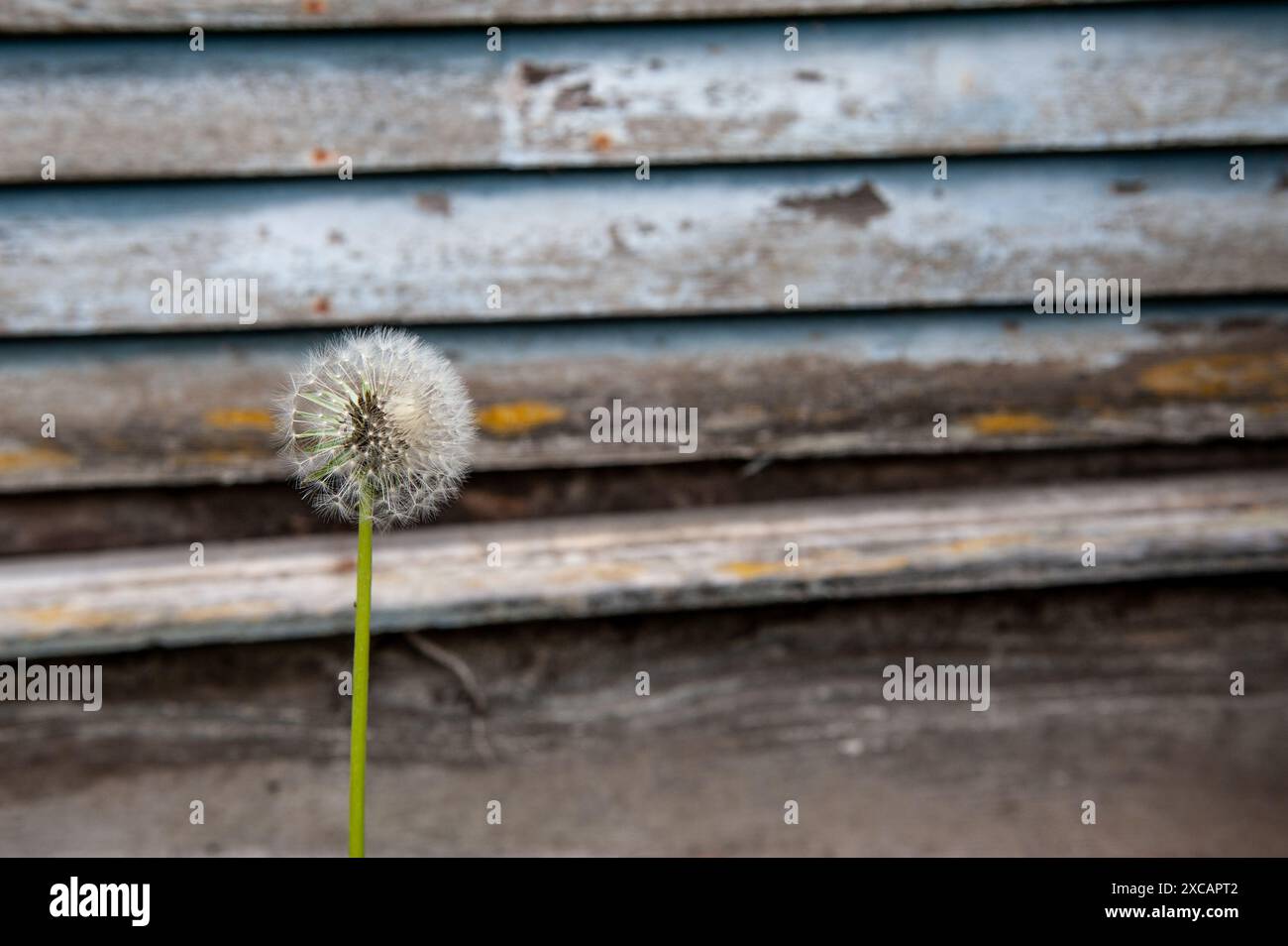 A single dandelion flower, gone to seed growing in front of a rustic ...