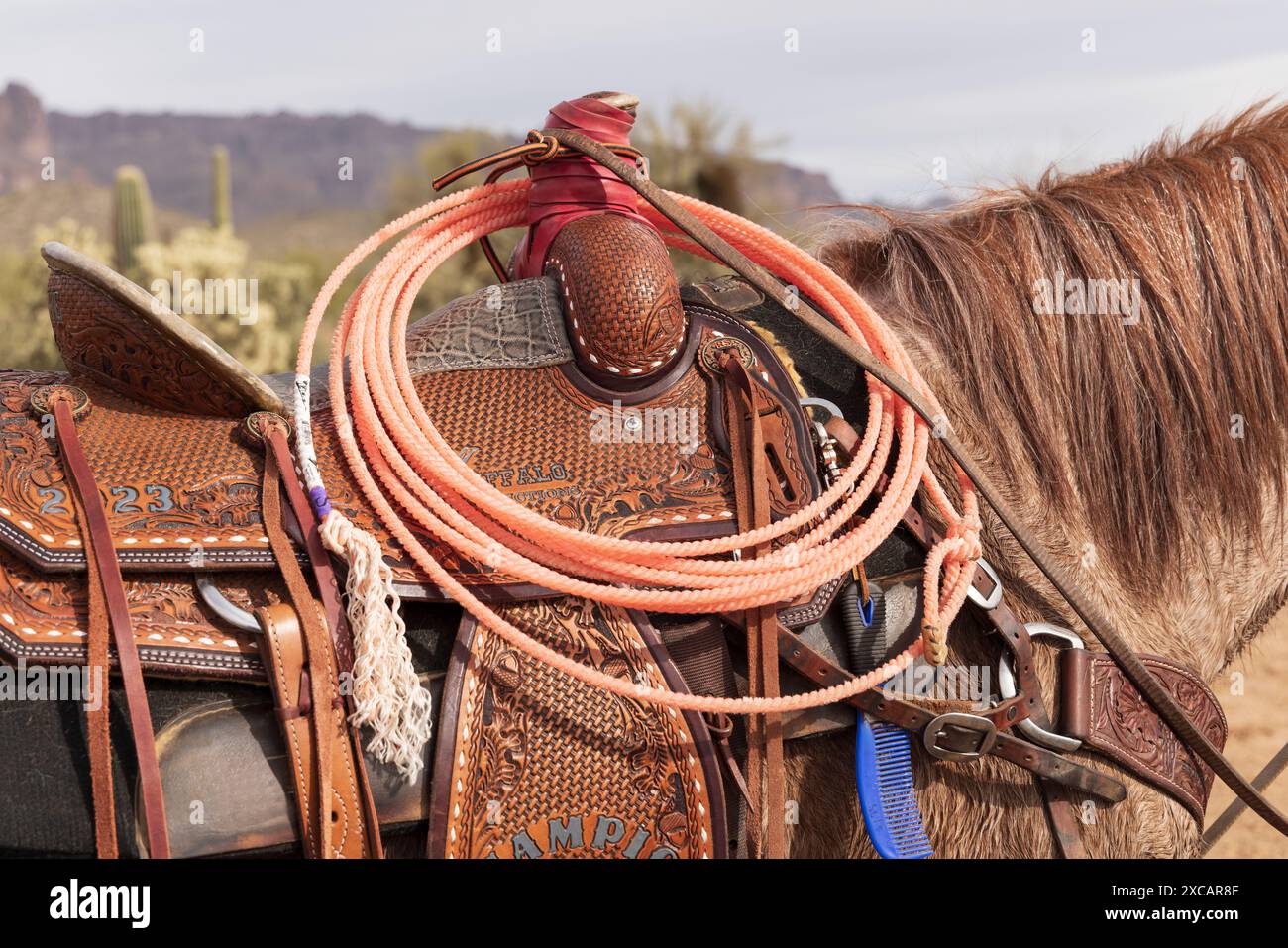 Close-up of a saddle and lariat on a horse Stock Photo - Alamy