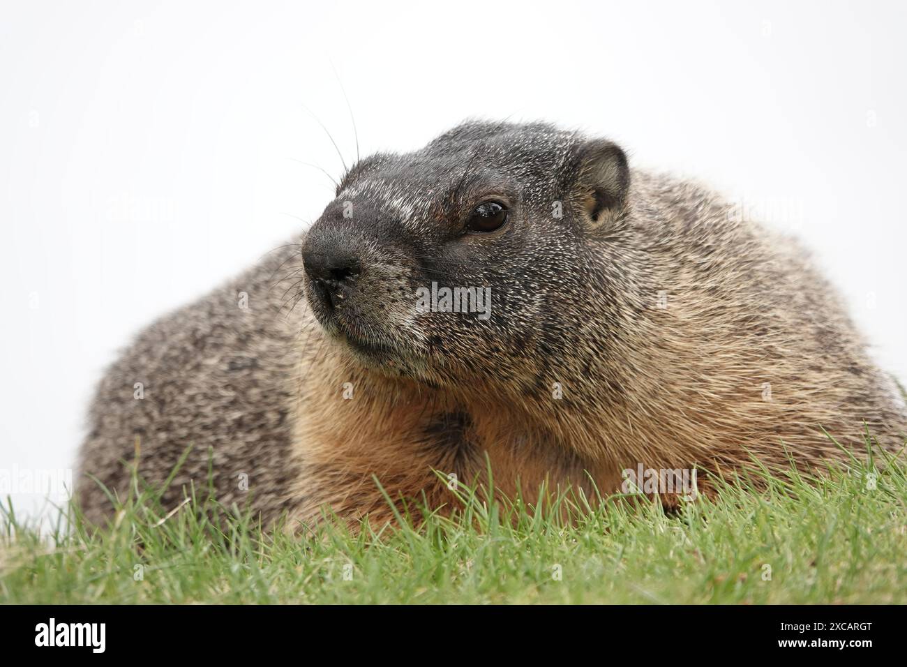 Yellow-bellied marmot (Marmota flaviventris), also known as "rock chuck ...