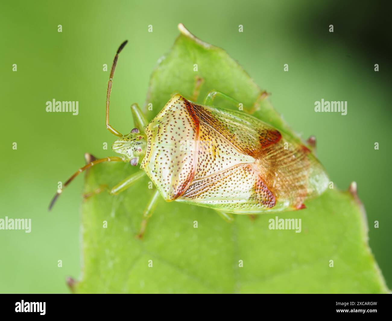 Bug on a green leaf, identified as Elasmostethus cruciatus - red-cross ...