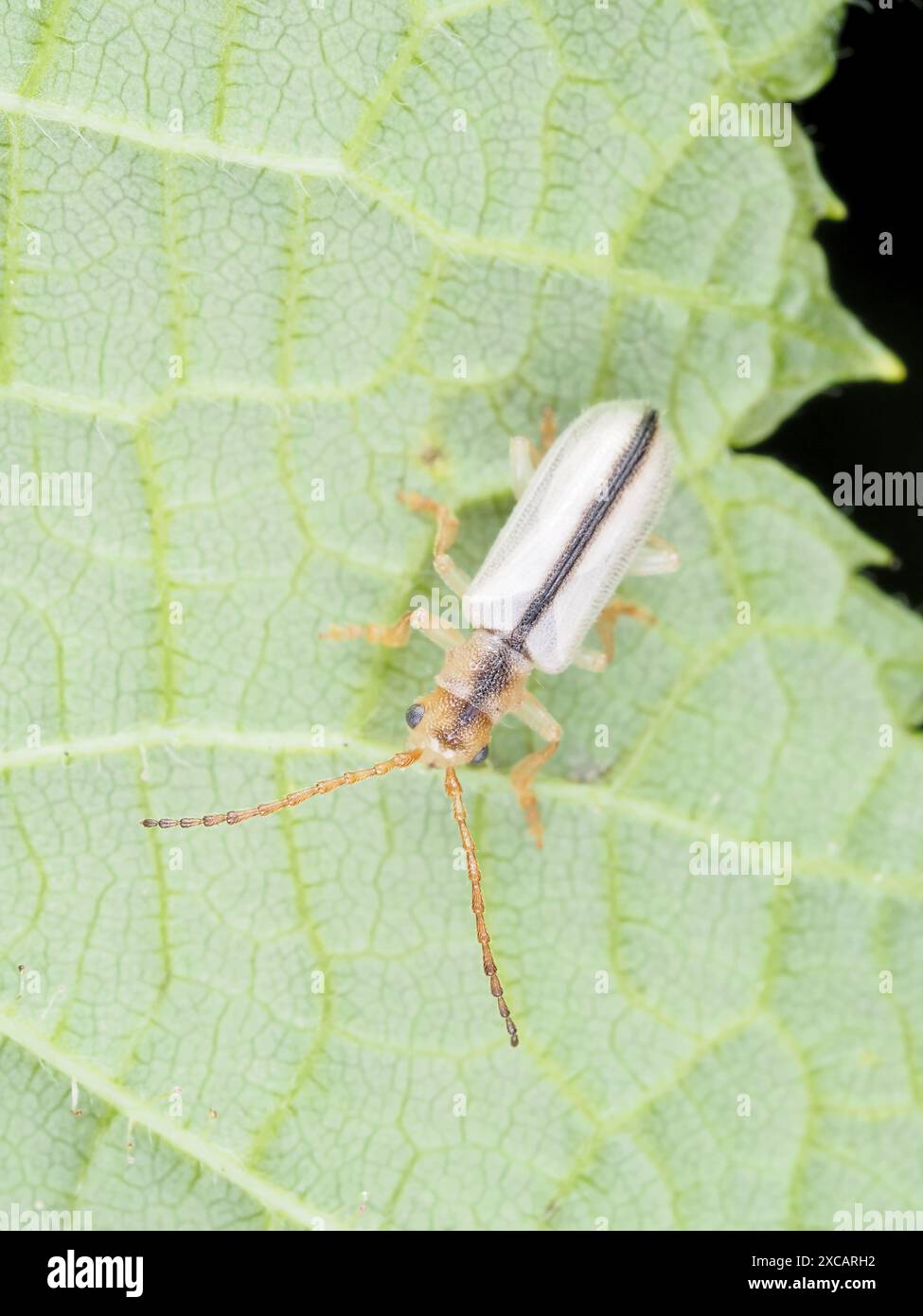 Syneta sp hi-res stock photography and images - Alamy