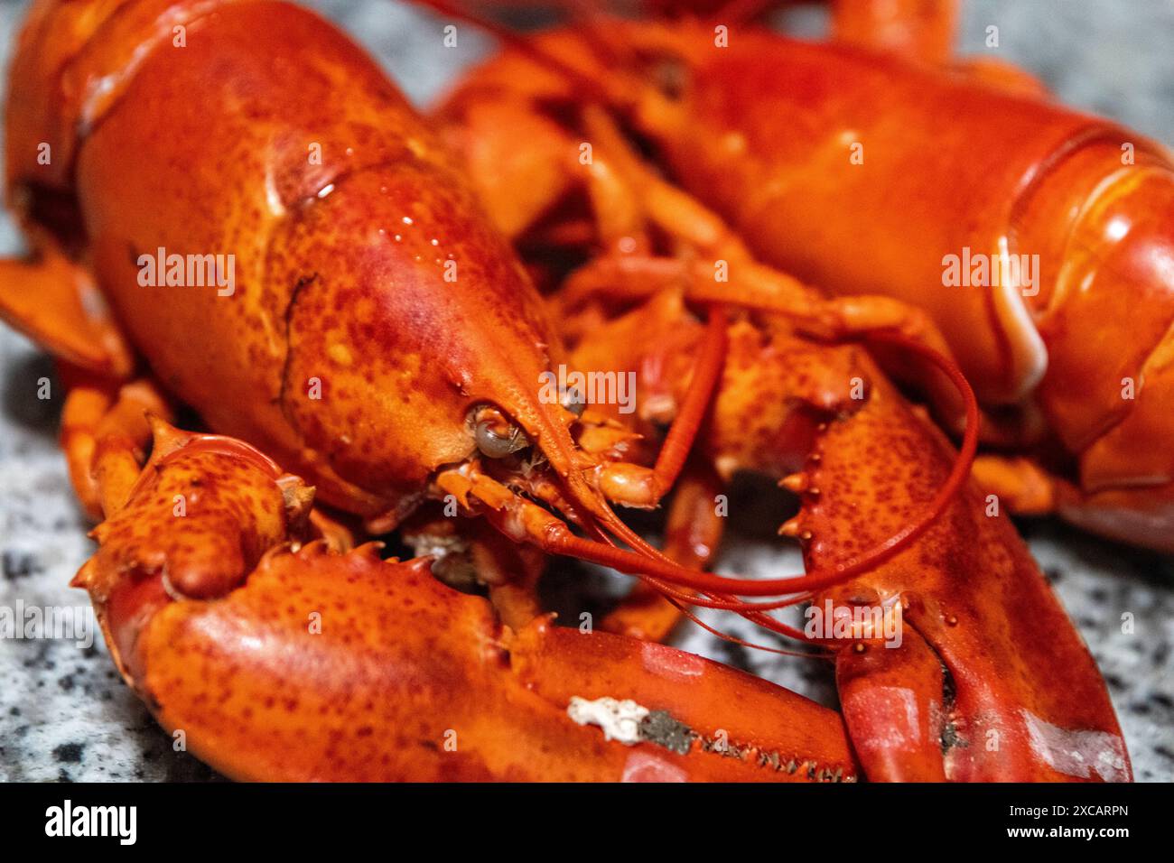 Fully Cooked Lobster from a crane game Stock Photo - Alamy