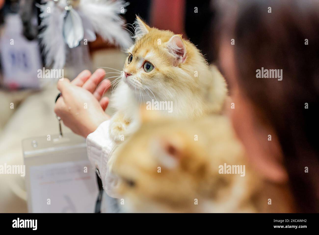 Makati City, Philippines. 15th June, 2024. A Persian cat is seen during ...