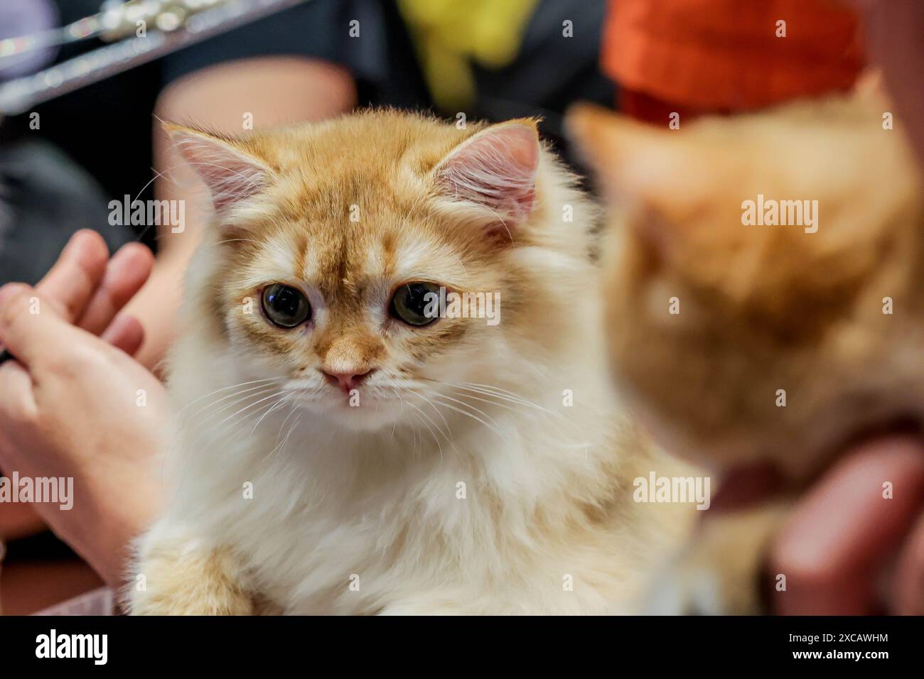 Makati City, Philippines. 15th June, 2024. A Persian cat is seen during the 1st World Cat ...