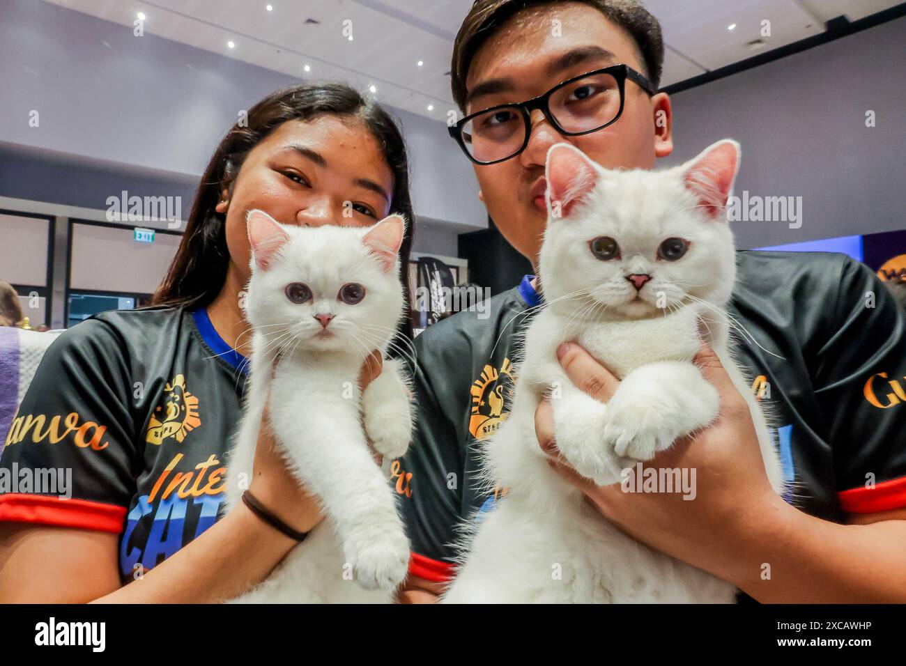 Makati City, Philippines. 15th June, 2024. British shorthair cats are seen during the 1st World ...