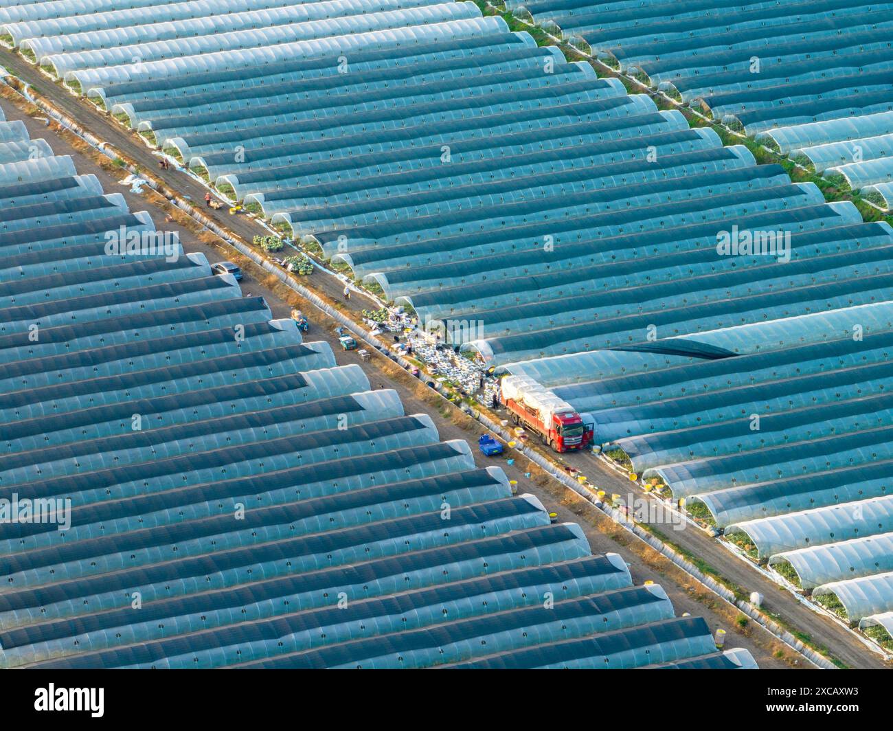 LIANYUNGANG, CHINA - JUNE 15, 2024 - An aerial photo shows a watermelon ...