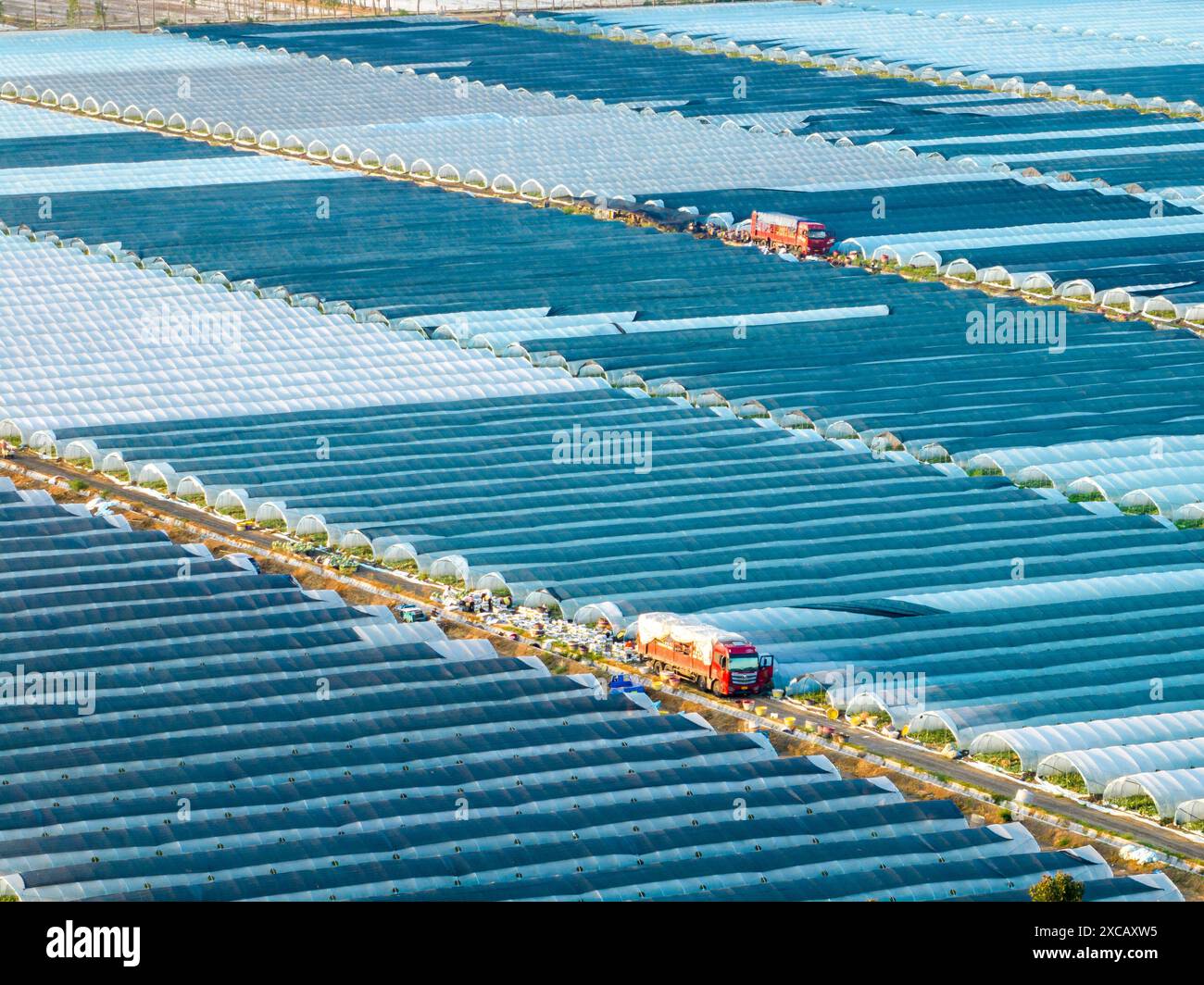 LIANYUNGANG, CHINA - JUNE 15, 2024 - An aerial photo shows a watermelon ...