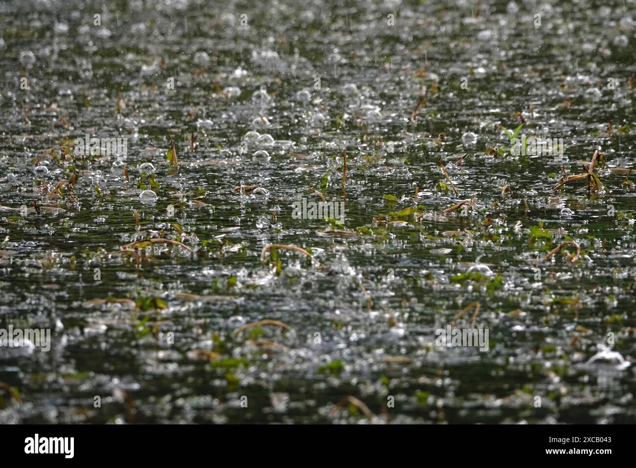 Rain on pond hi-res stock photography and images - Alamy