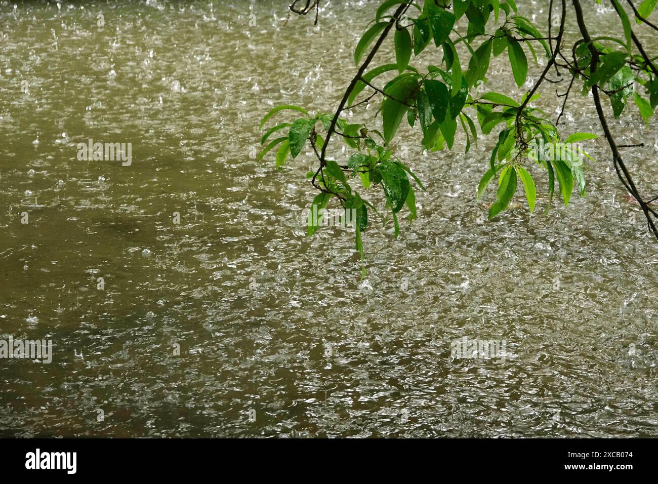 Rain on pond hi-res stock photography and images - Alamy