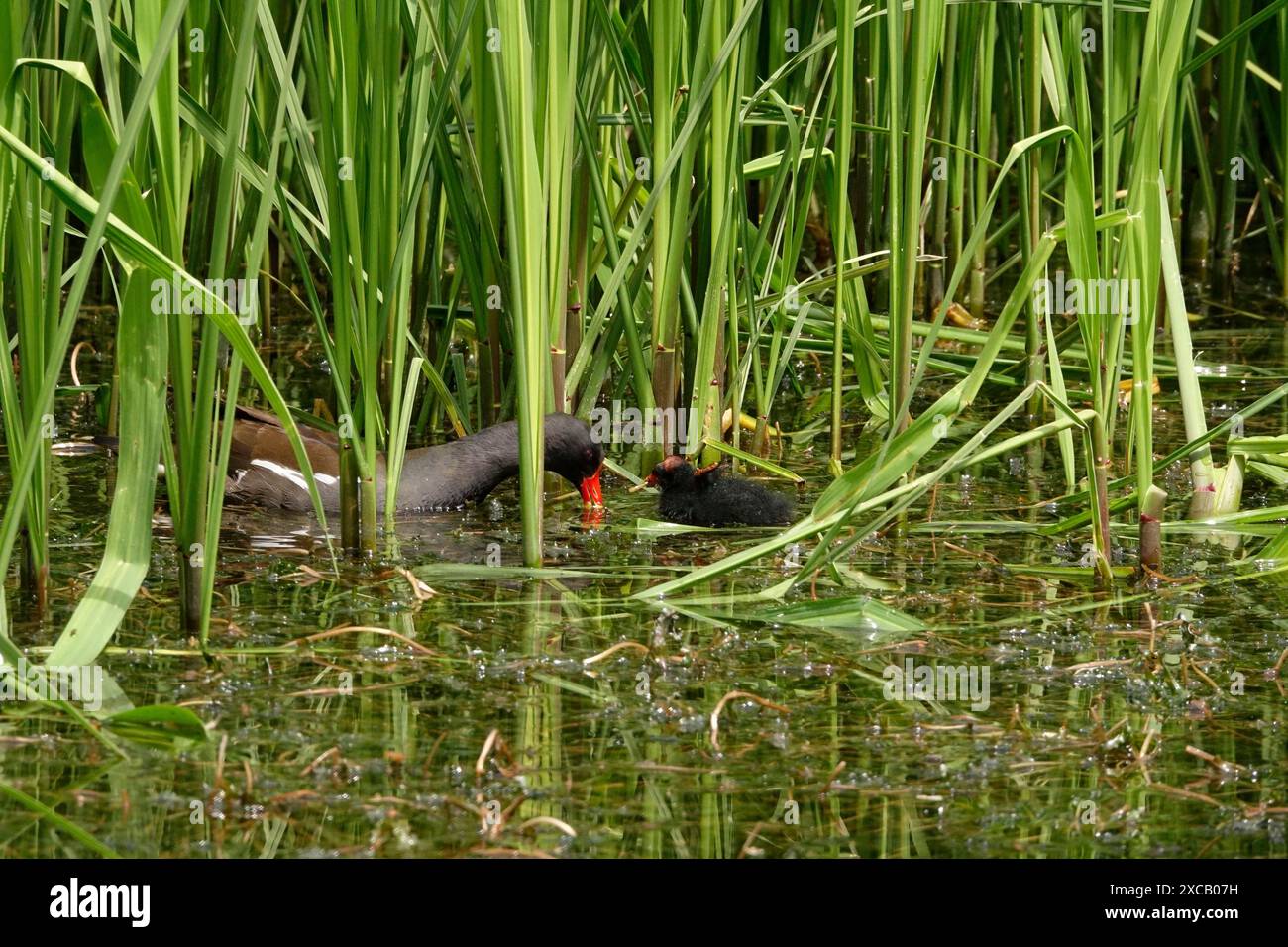 Common moorhen (Gallinula chloropus), May, Germany Stock Photo - Alamy