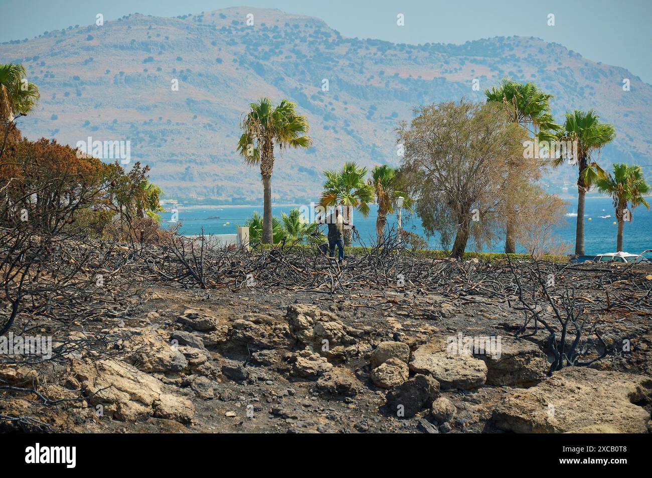 Trees and palm trees in front of a burnt landscape, hills and the sea ...