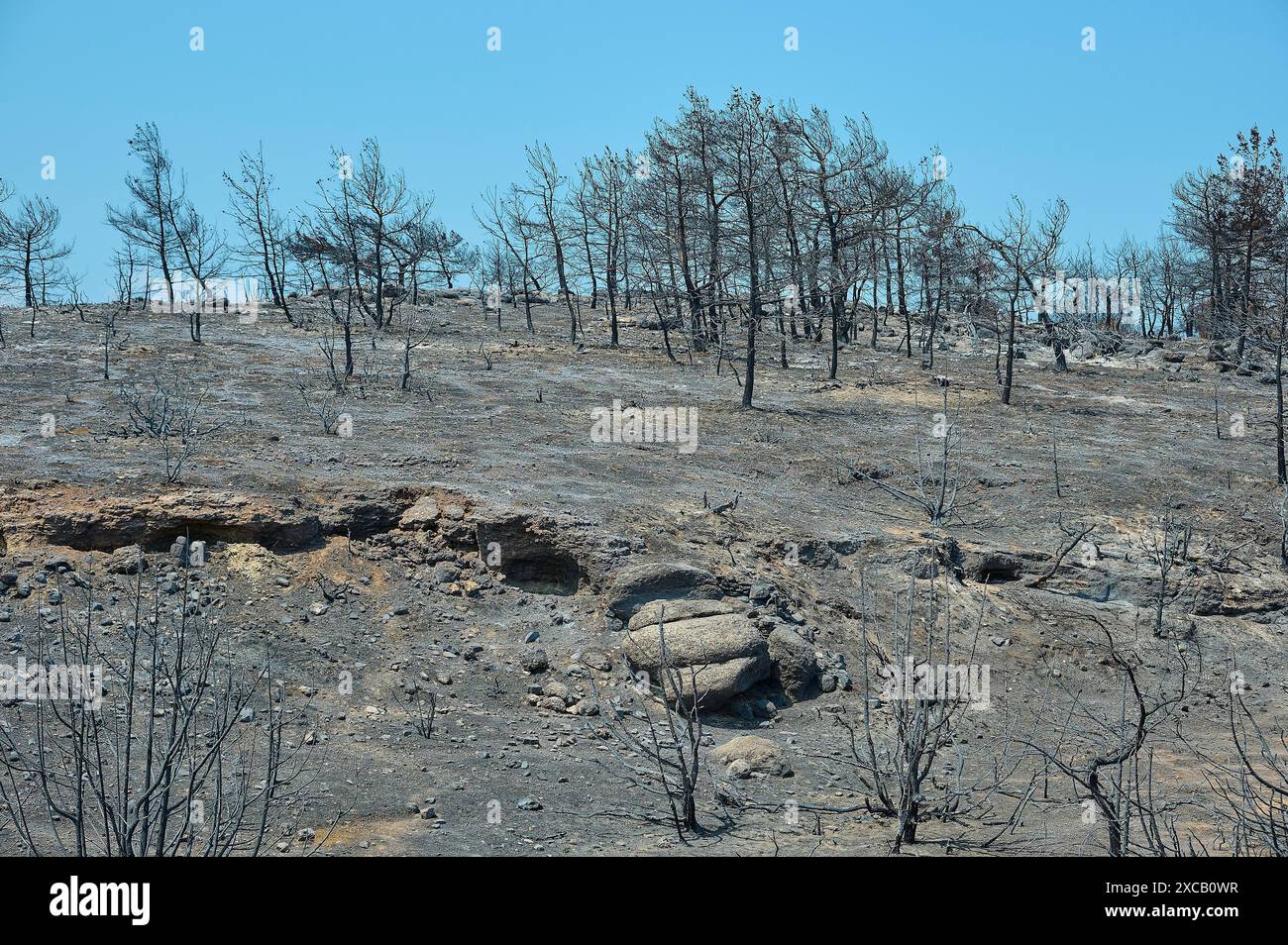 A desolate, charred landscape with burnt trees on a hill after a fire ...