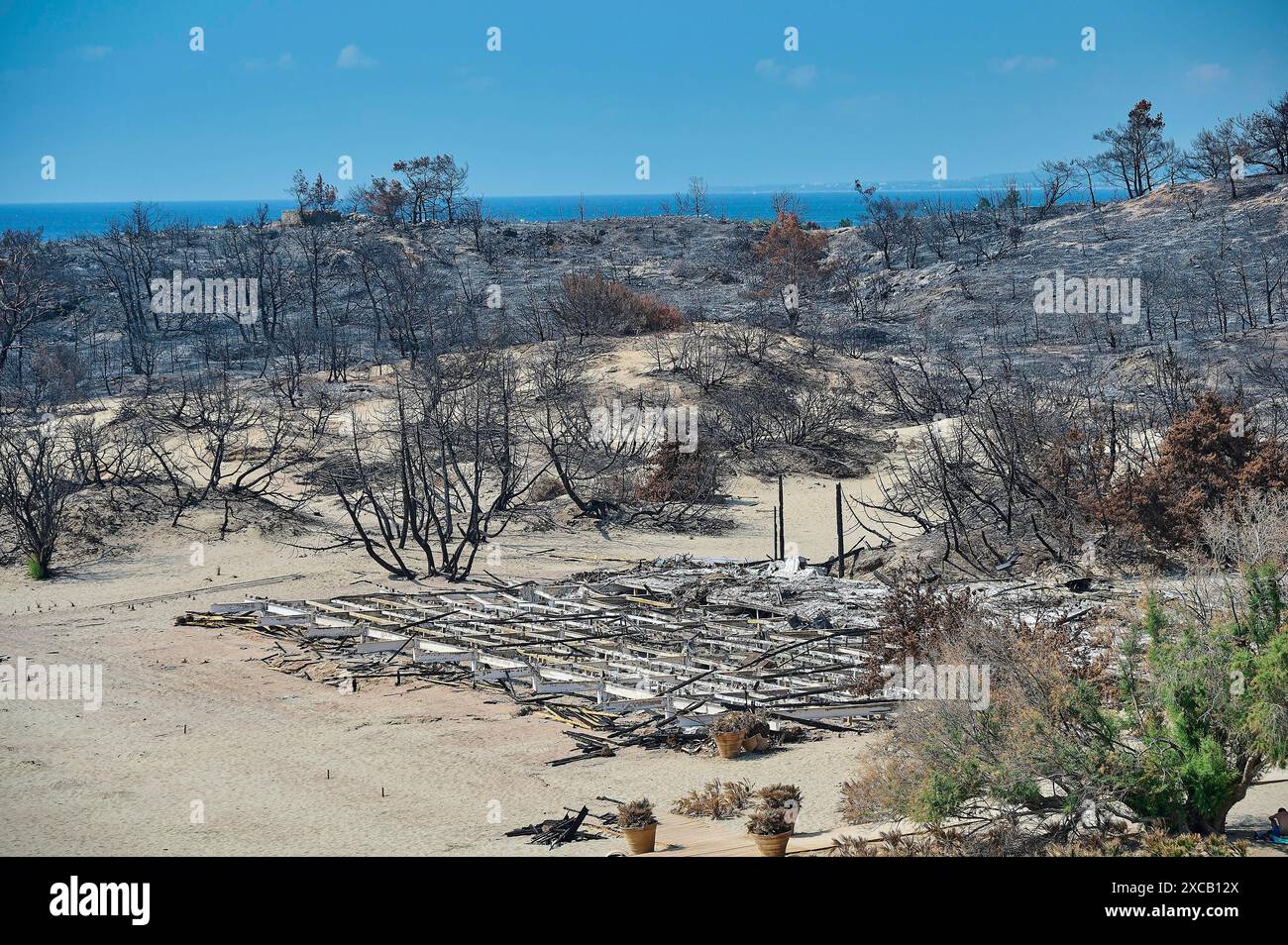 Burnt trees and desolate sand dunes stretch along the sea, forest fires ...