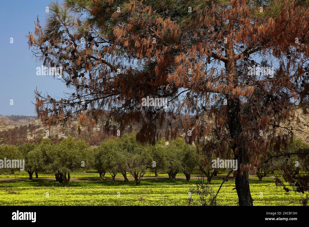Brown and green pine trees in a natural landscape, the forest shows ...