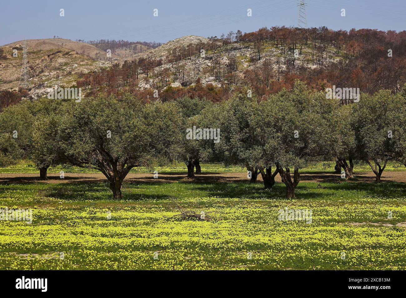 Field with olive trees and yellow flowers, rolling hills in the ...