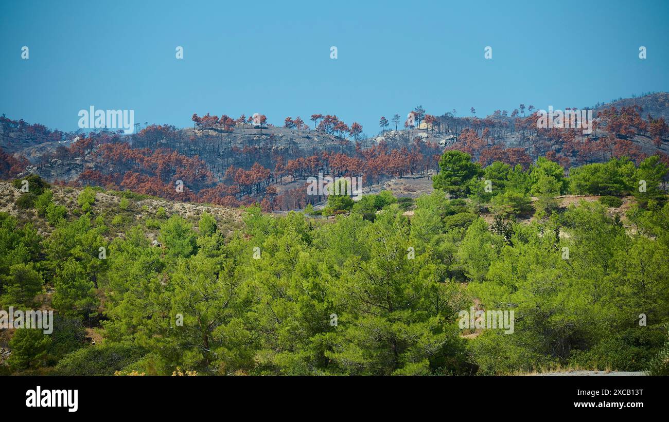 Green trees stretch across the mountain slopes under a clear sky ...