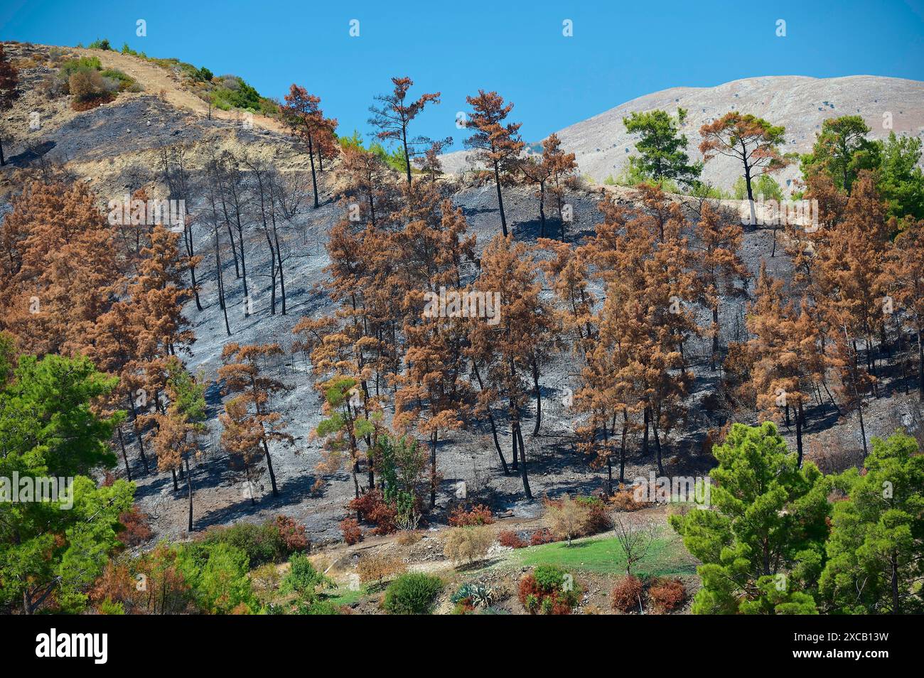 Burnt trees cover a hillside in the middle of nature, forest fires ...