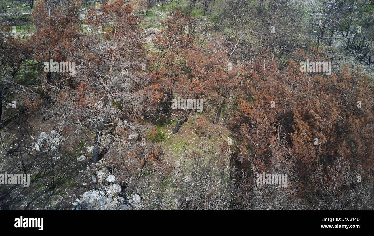 Drone image, above Kiotari, close-up of a burnt forest area with ...