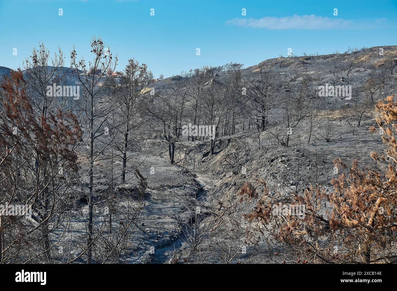 A burnt forest on a hill, the charred trees and the desolate atmosphere ...