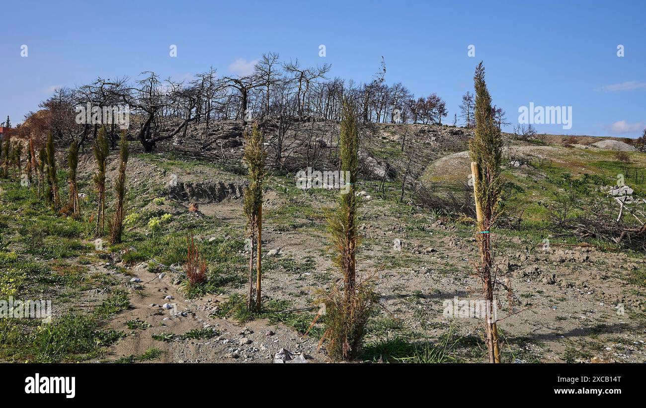 New plants sprout on a landscape of charred tree remains under a sunny ...