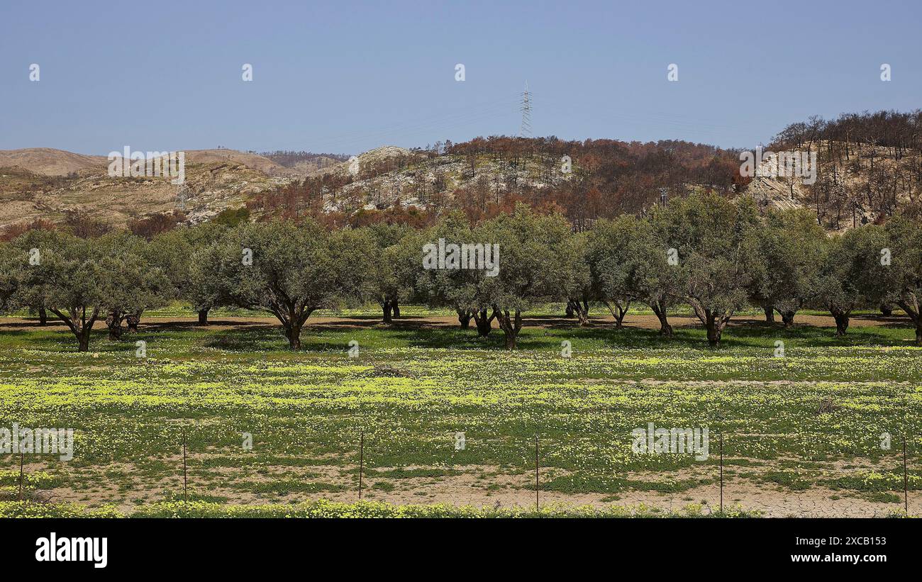 Extensive field with olive trees under blue sky, hills on the horizon ...