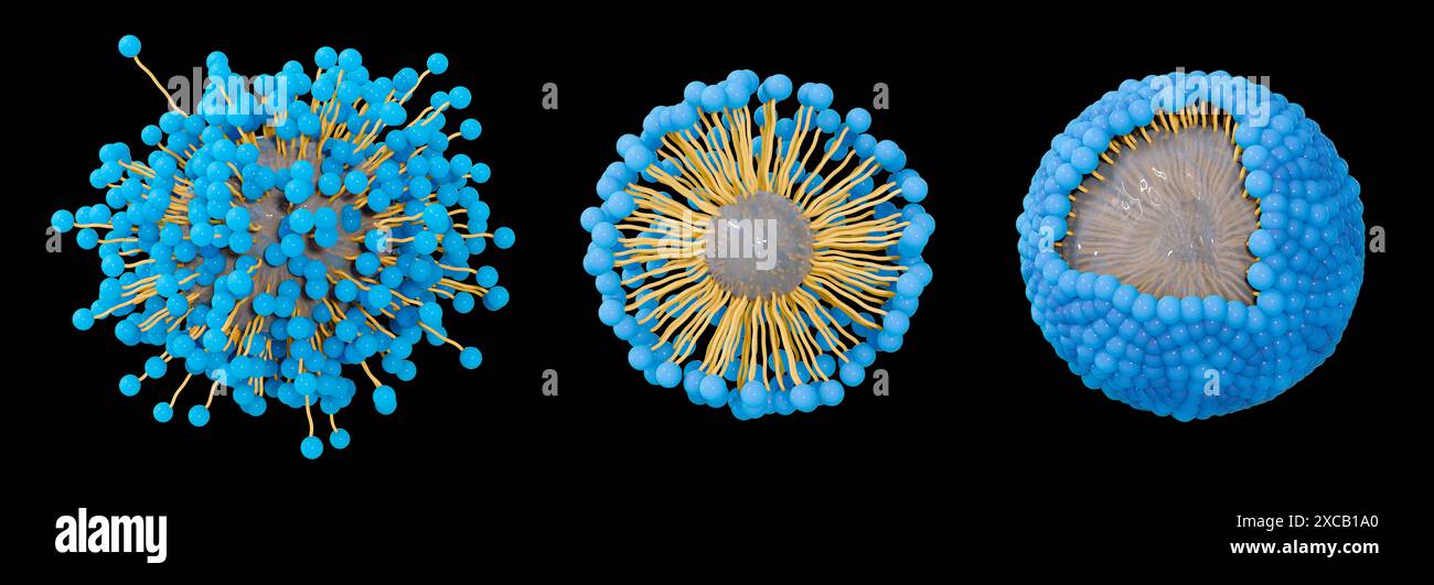 Illustration of soap molecules forming a micelle structure by ...