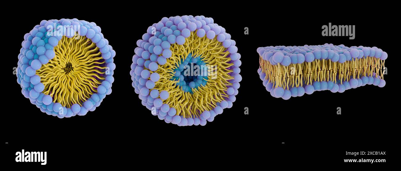 Illustration of different phospholipid arrangements including (from ...