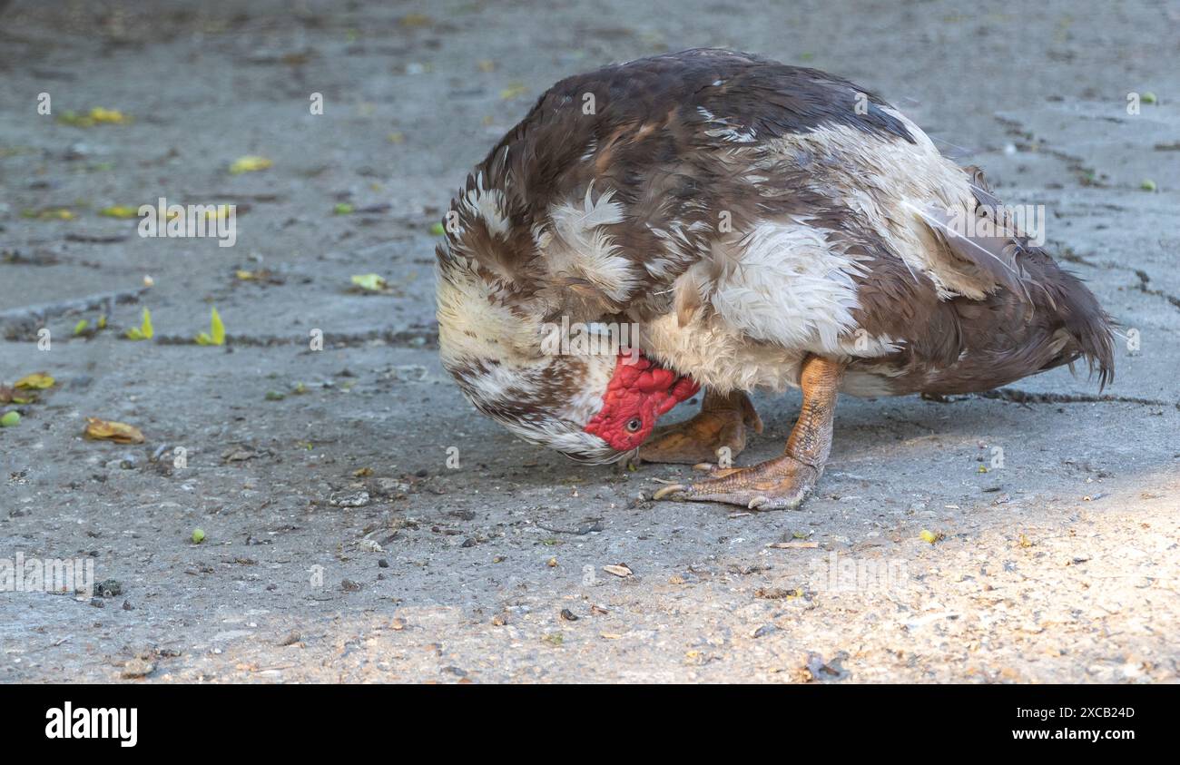 A Muscovy duck standing on a paved surface. The duck is bent over, with ...
