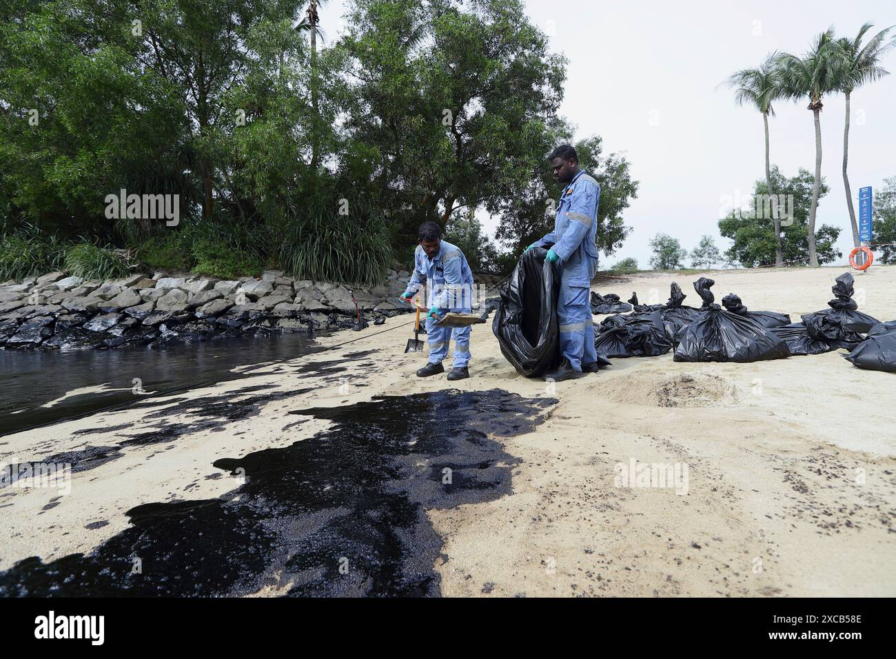 Workers clean oil spill along Sentosa's Tanjong Beach area in Singapore ...