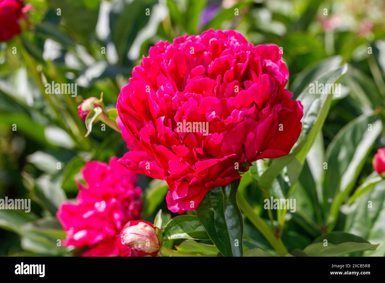 American peony society classification hi-res stock photography and ...
