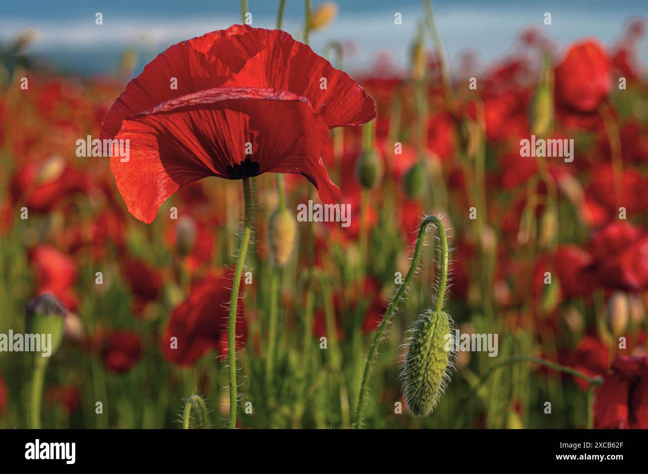 Poppy for Remembrance day. Anzac day banner. Historic war memory Stock ...
