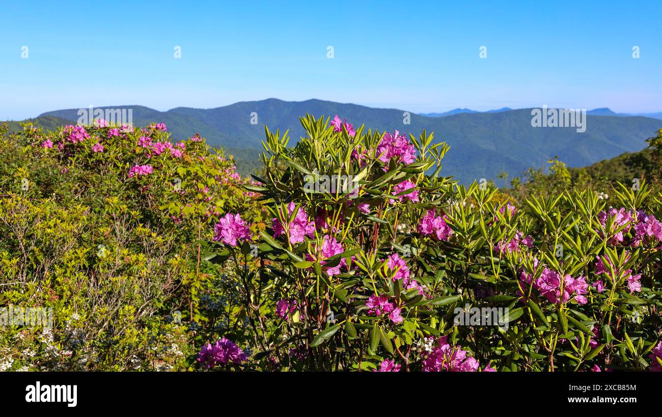 Spring at Shining Rock Stock Photo - Alamy