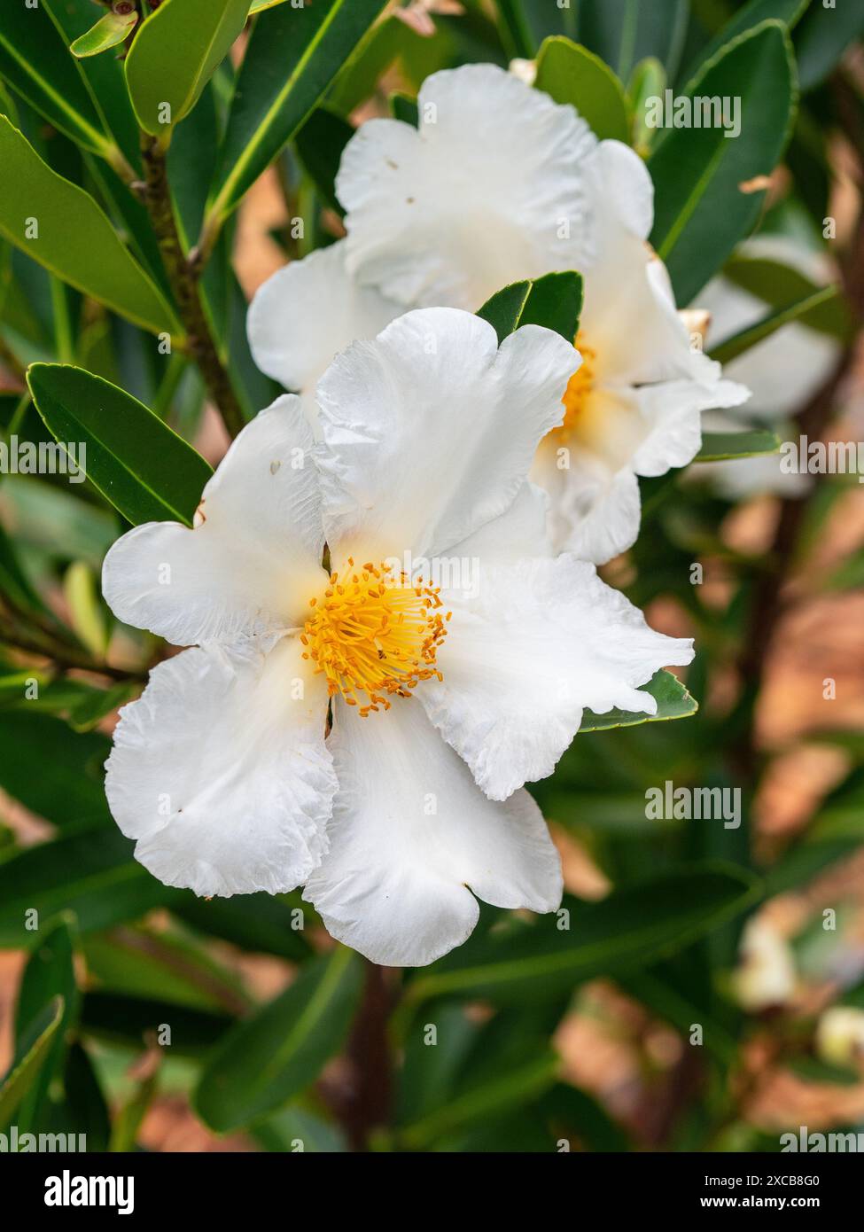 Gordonia camellia hi-res stock photography and images - Alamy