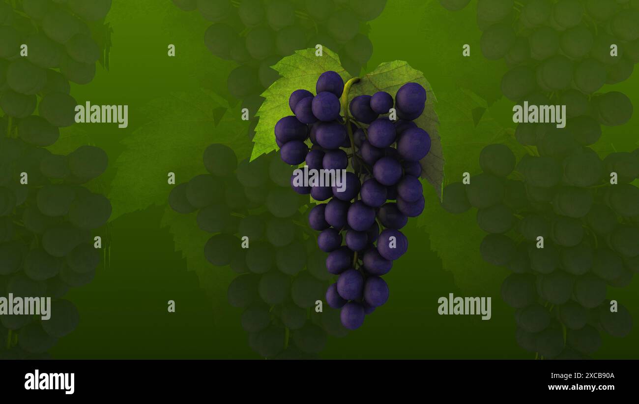 Purple grape clusters hanging hi-res stock photography and images - Alamy